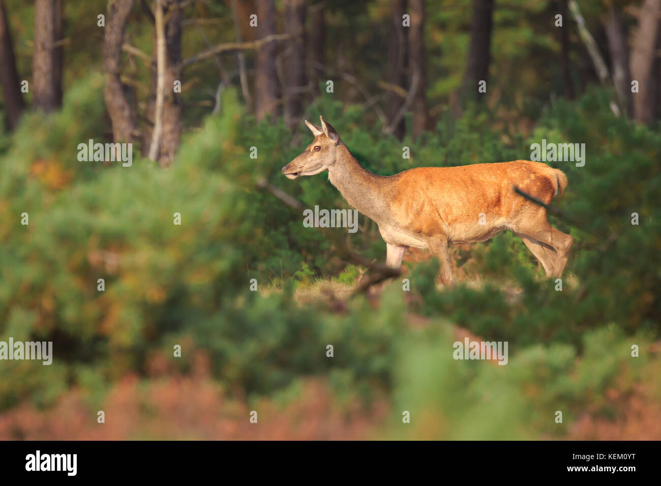 Close up of a female Red deer doe Cervus elaphus posing in heatland ...