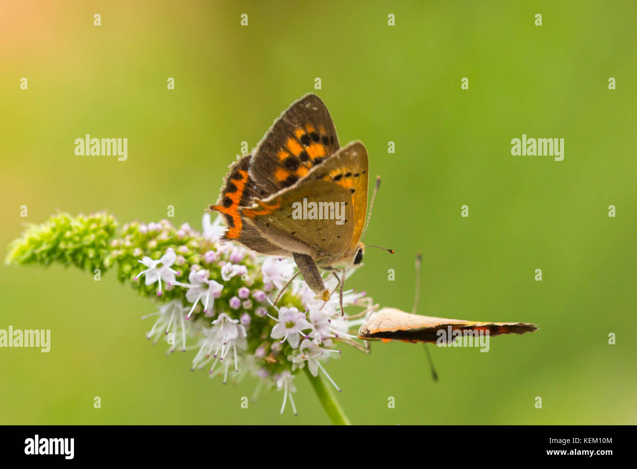 Small copper or common copper butterfly, Lycaena phlaeas, mating ...