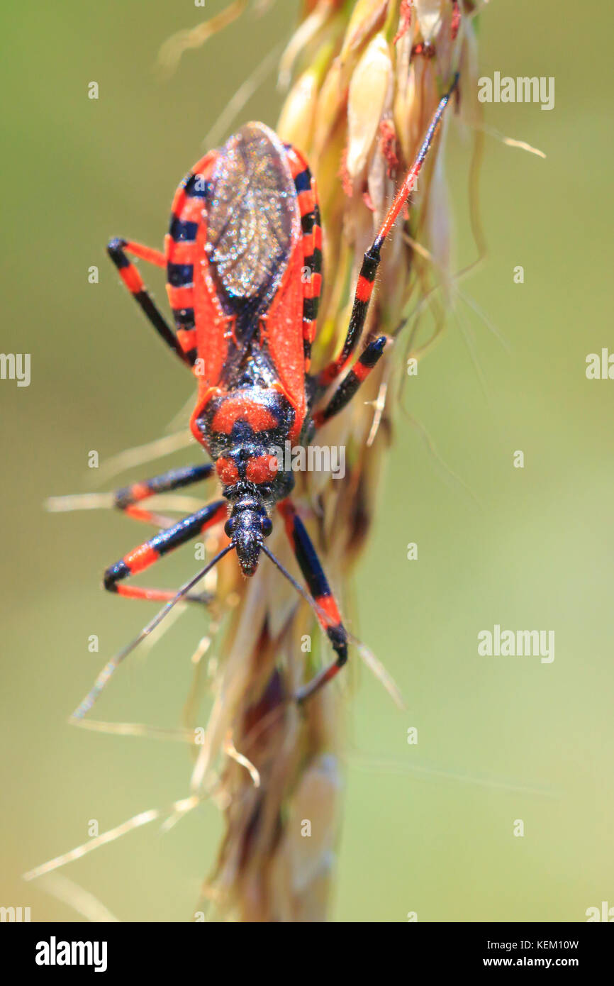 Assassin bug Rhinocoris iracundus close up Stock Photo - Alamy