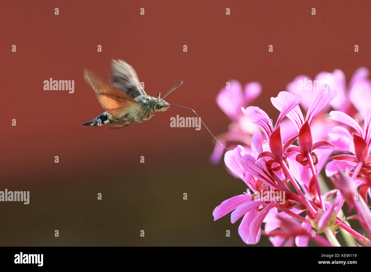 Side view of a hummingbird hawk-moth (Macroglossum stellatarum) feeding ...