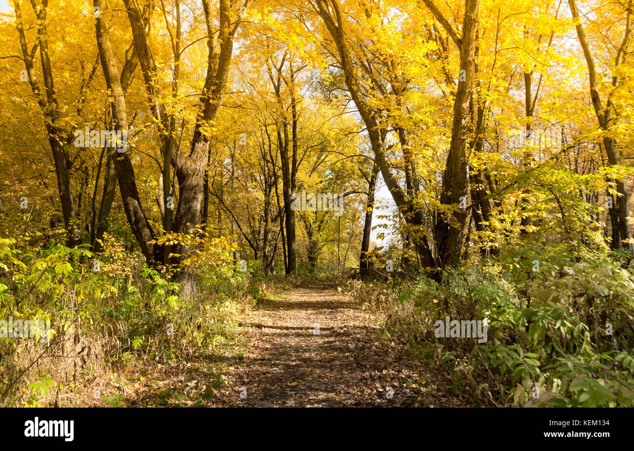 autumn landscape trail in the forest at daytime Stock Photo - Alamy