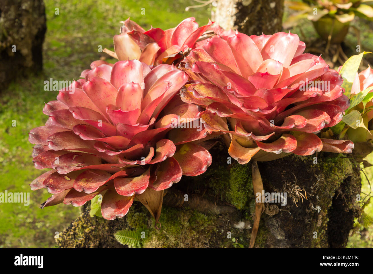 Bromeliads epiphyte plants at Balata Garden in Martinique Stock Photo ...