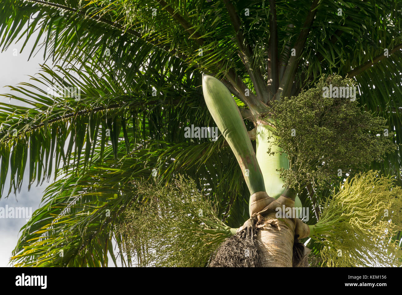 Balata tree hi-res stock photography and images - Alamy