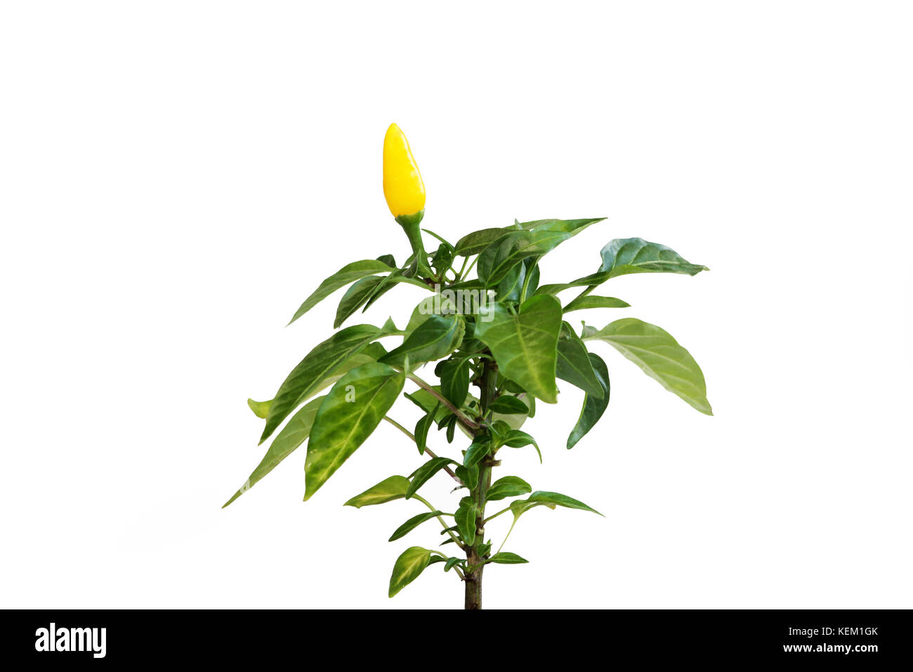 Hot sharp yellow little pepper Capsicum frutescens grows in a pot on a ...