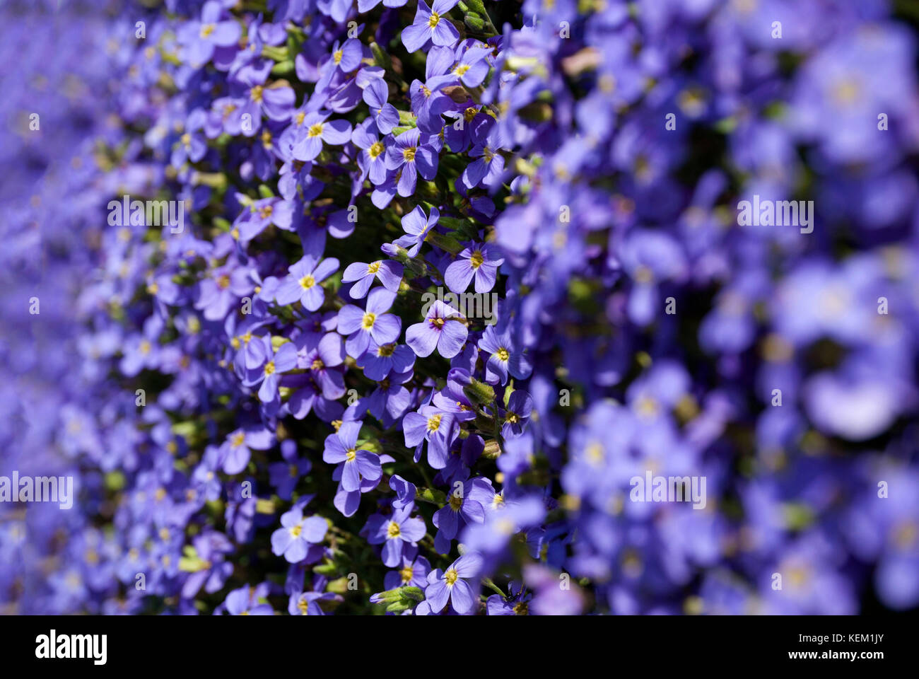 Purple Blossoms High Resolution Stock Photography and Images - Alamy