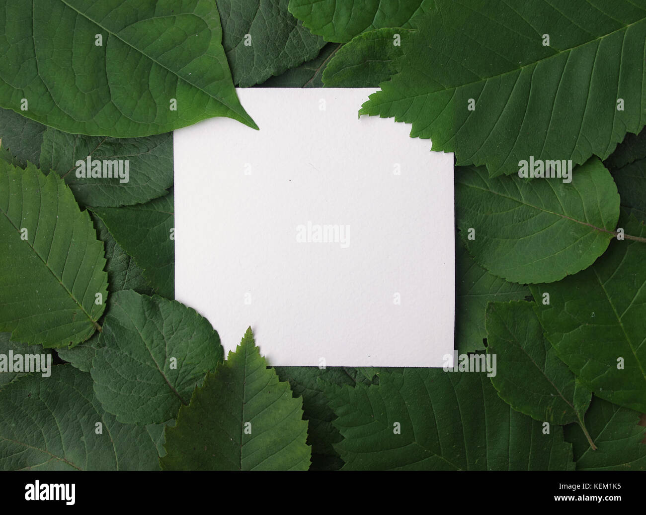 Background of green leaves with a paper Stock Photo - Alamy