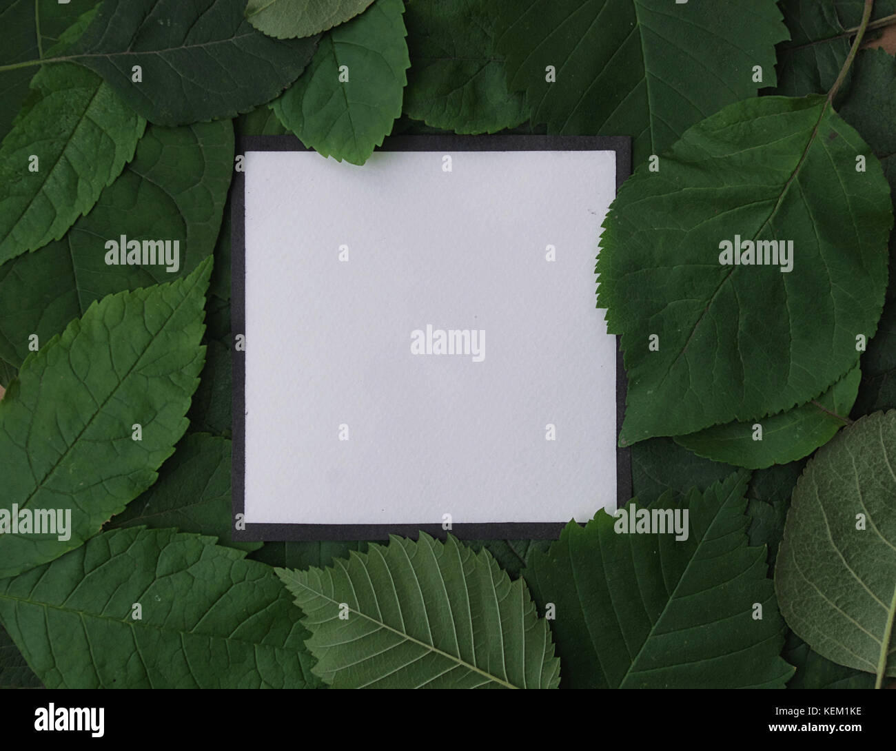 Background of green leaves with a paper Stock Photo - Alamy