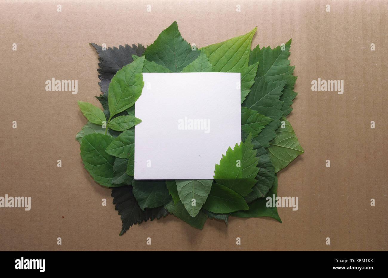 Background of green leaves with a paper Stock Photo - Alamy