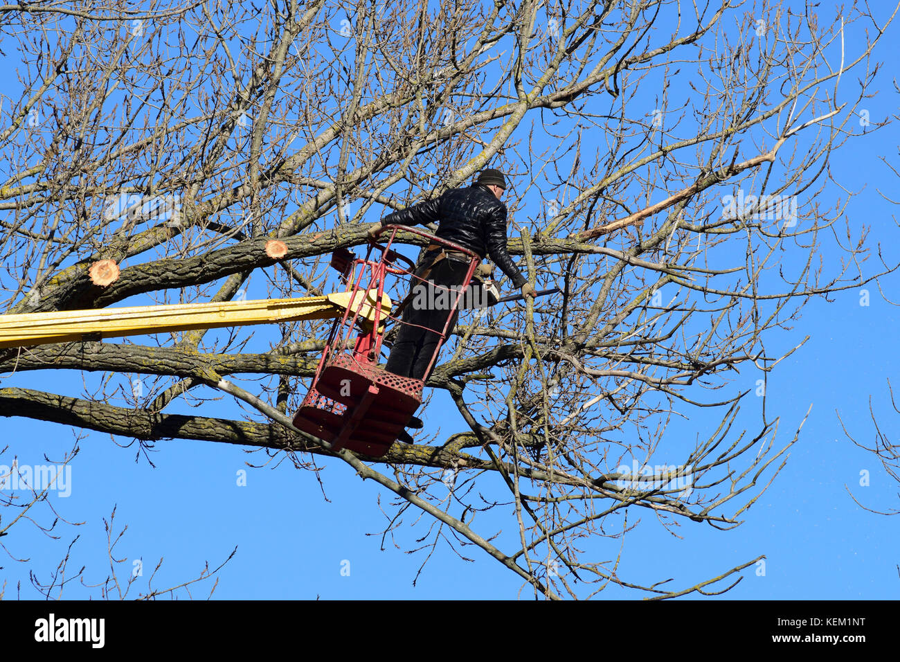 Pruning trees using a lift-arm. Chainsaw Cutting unnecessary branches ...