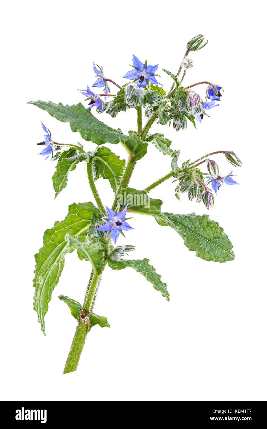 Fresh Borage Branch on a white background Stock Photo - Alamy