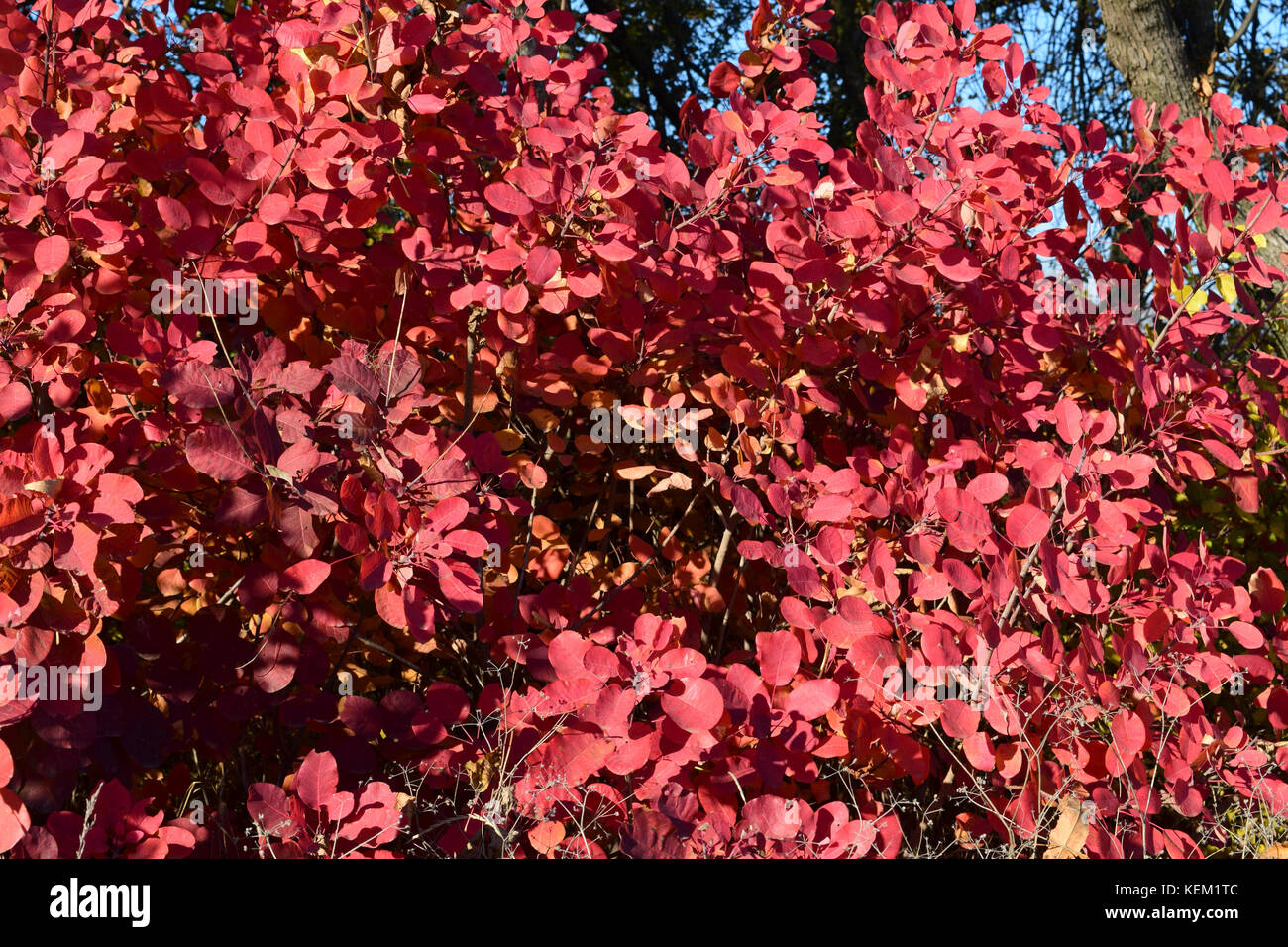 Autumn red color of leaves of cotinus coggygria. Paints of fall Stock ...