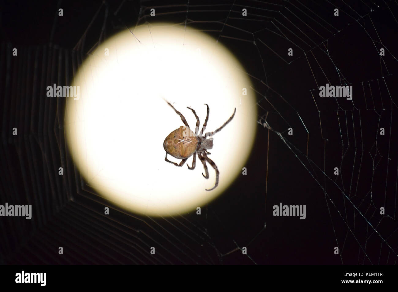 Araneus Spider on the background of the moon. Night spider on its web ...