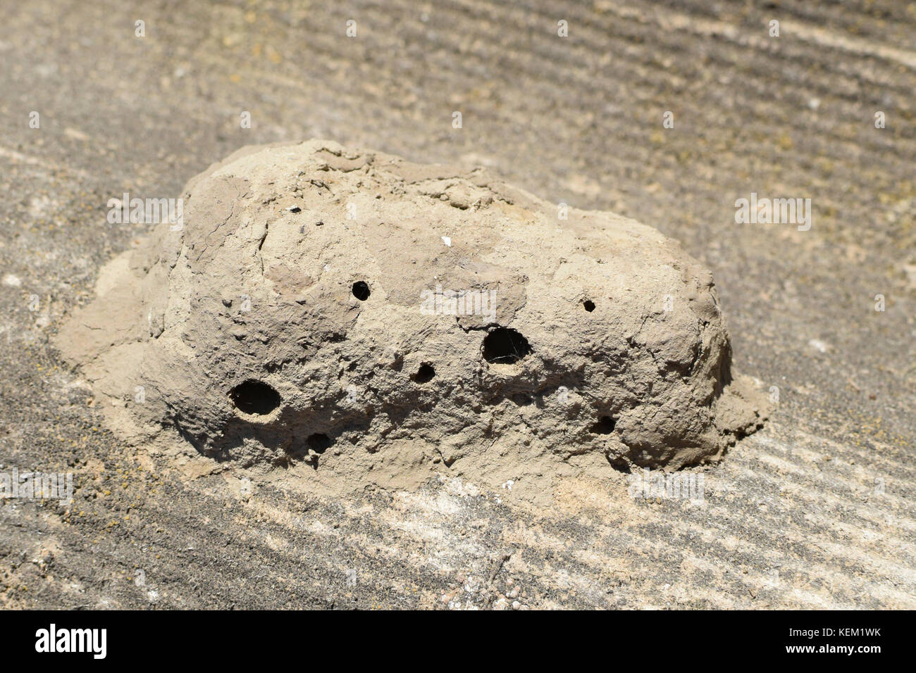 Nests of clay belonging wasp. Clay camera in the nest and store food ...