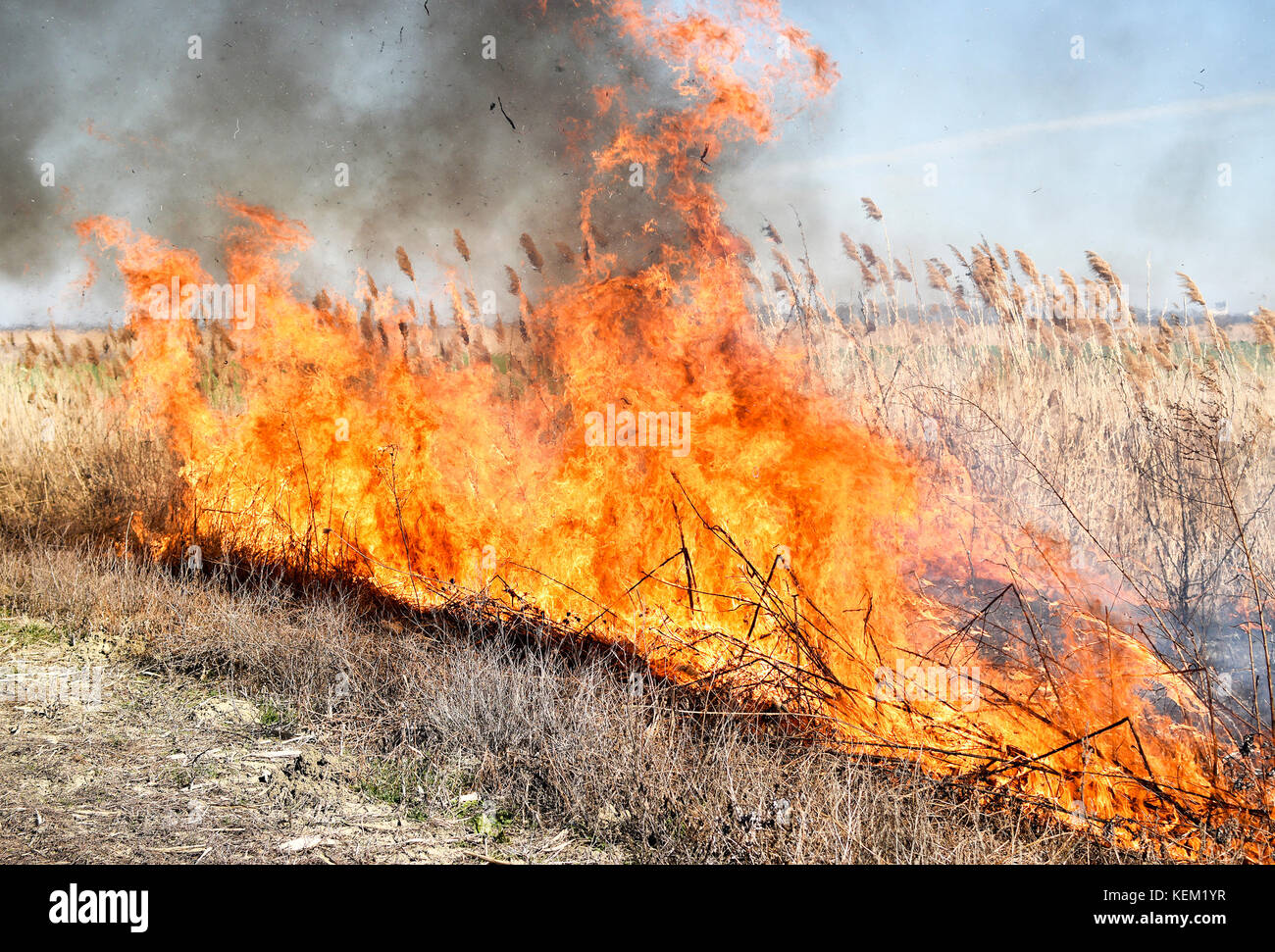 Burning dry grass and reeds. Cleaning the fields and ditches of the ...