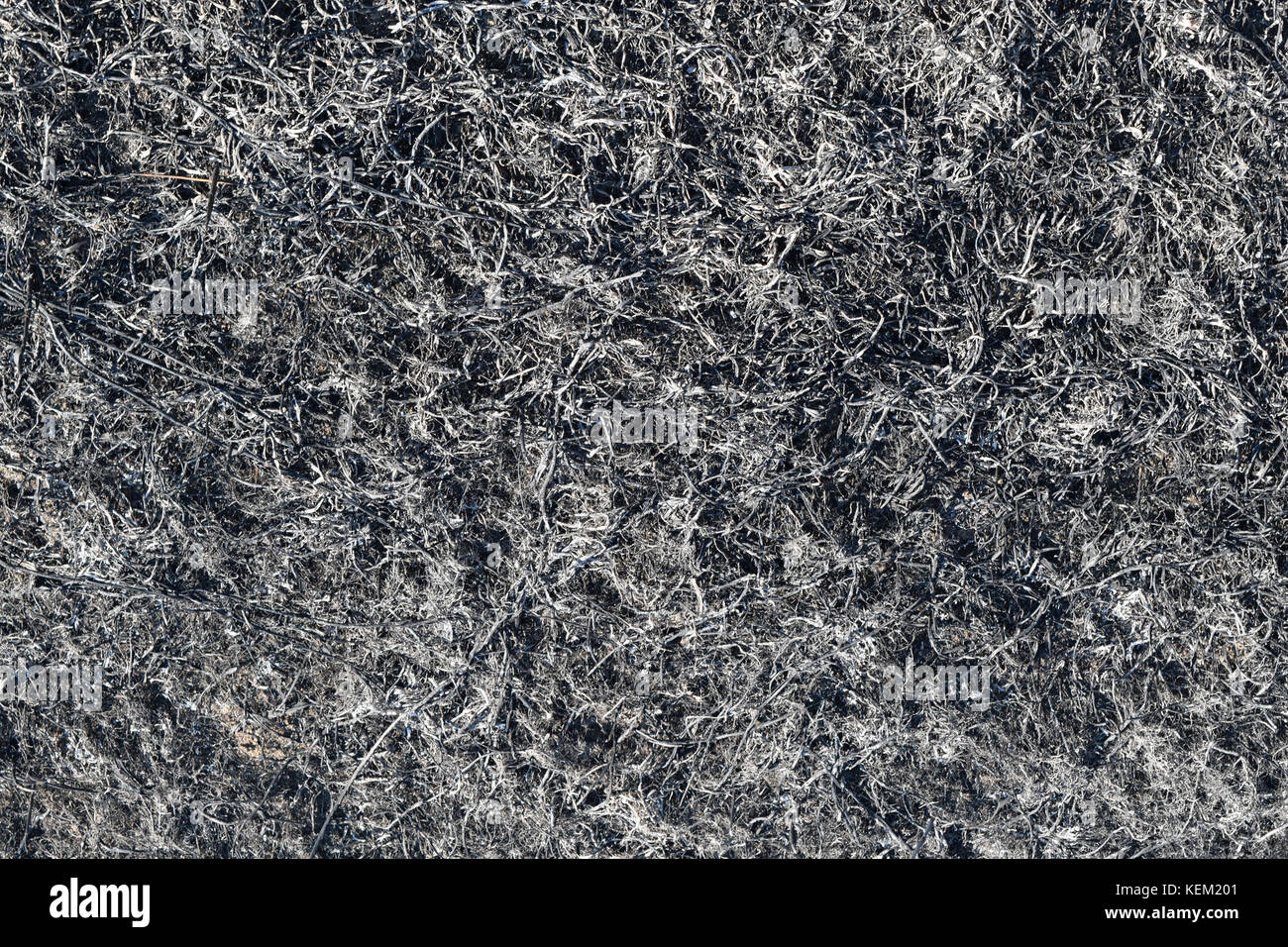 Background from the ashes of the burnt grass. Plant ash on the field ...