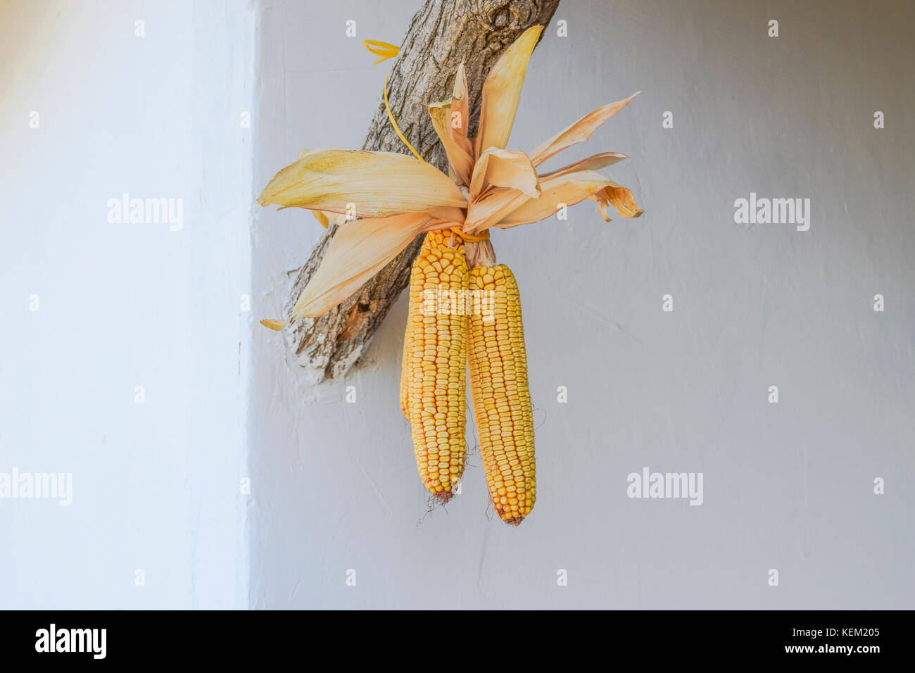 Hanging ears of yellow corn. Drying corn cobs outdoors Stock Photo - Alamy