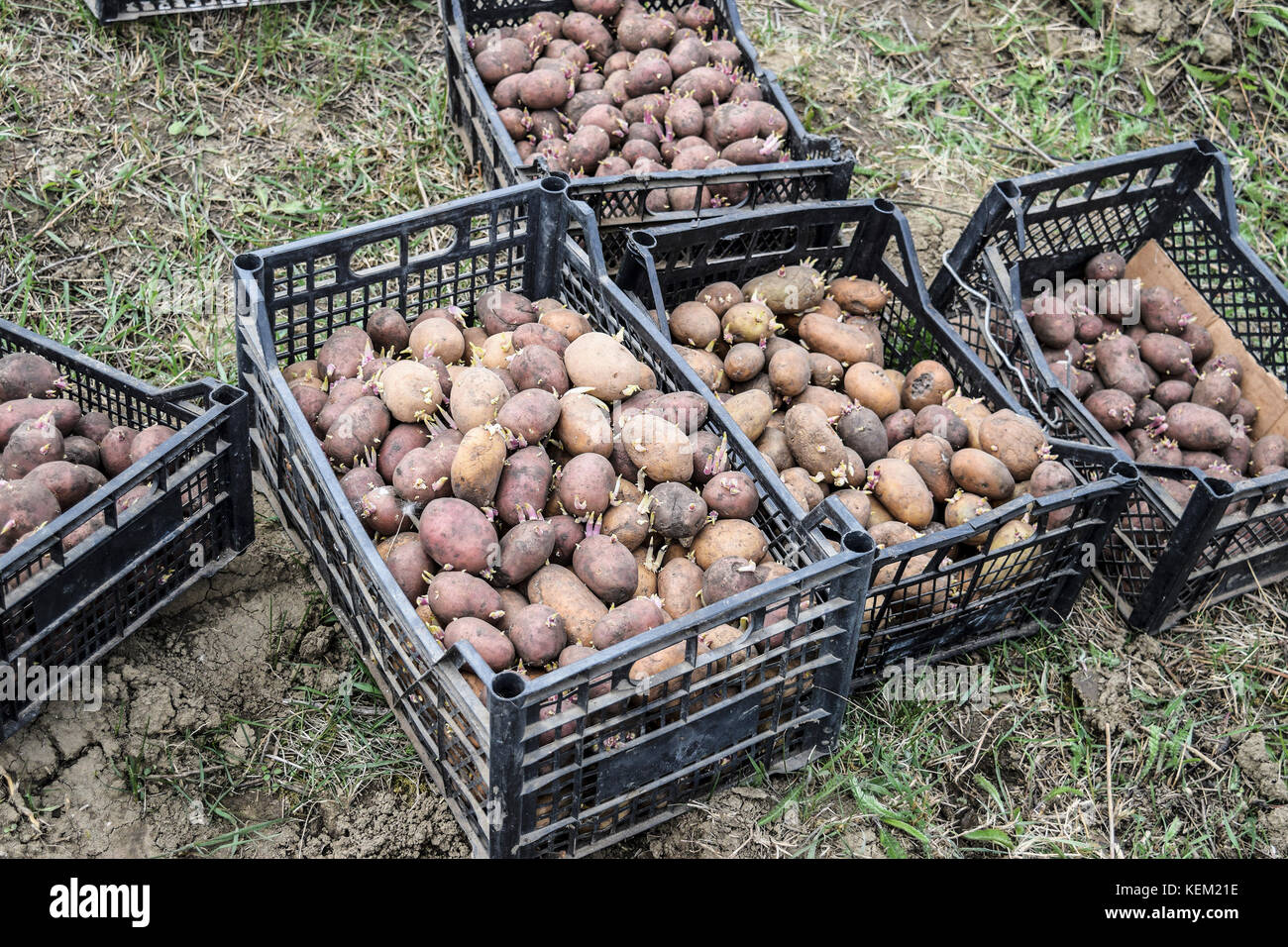 Boxes with potatoes. Preparation for planting potatoes Stock Photo - Alamy