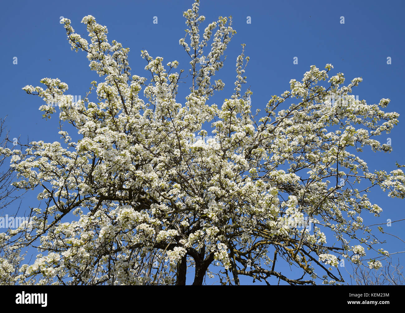 Blooming wild pear in the garden. Spring flowering trees. Pollination ...
