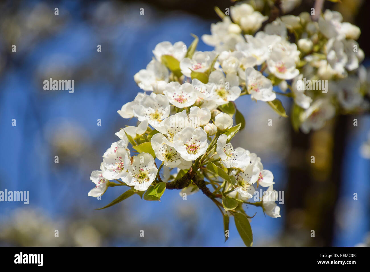 Blooming wild pear in the garden. Spring flowering trees. Pollination ...