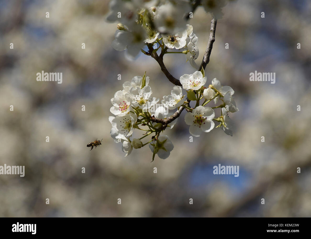 Pollination of flowers by bees pears. White pear flowers is a source of ...