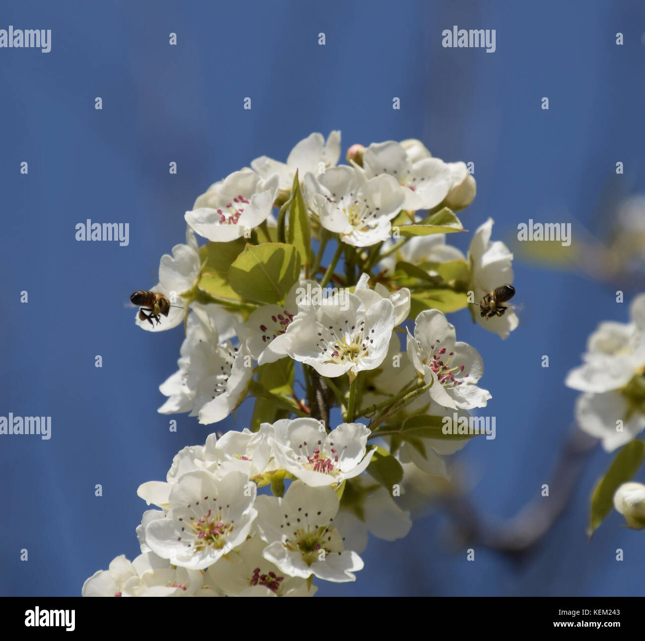 Pollination of flowers by bees pears. White pear flowers is a source of ...