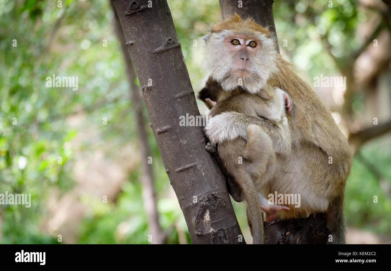 Monkey sitting on a tree happily in the tropical jungle of Thailand ...