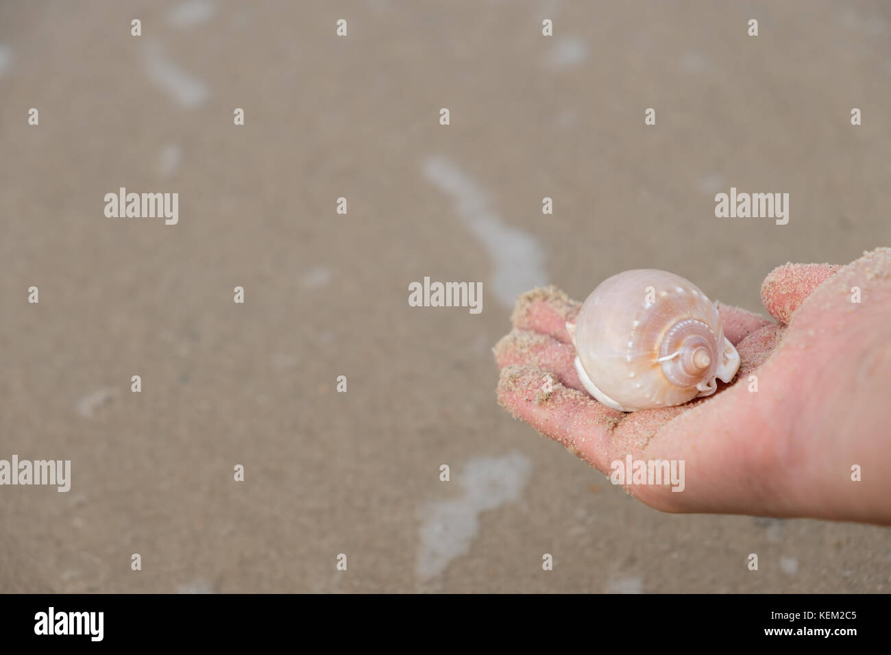 Womans hand holding a seashell at the beach hi-res stock photography ...