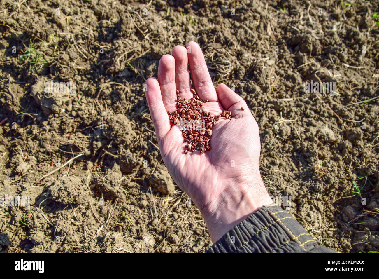 Sowing of maize out of hand. Manual planting of corn in the garden ...