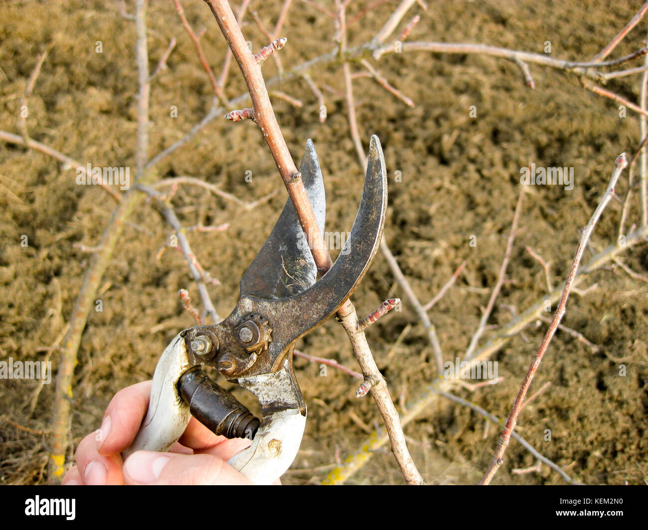 Pruning shears trees. Work in the garden of. Cutting branches ...