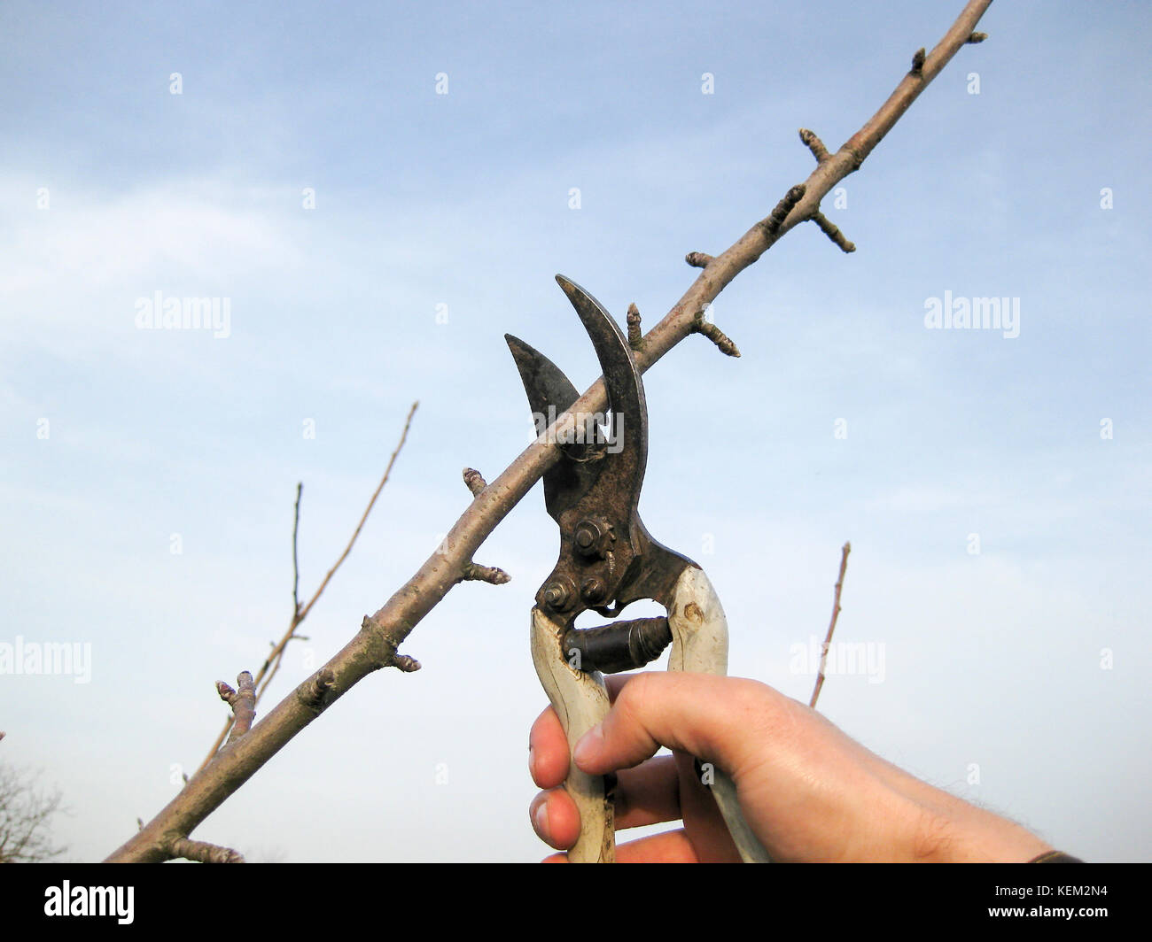 Pruning shears trees. Work in the garden of. Cutting branches ...