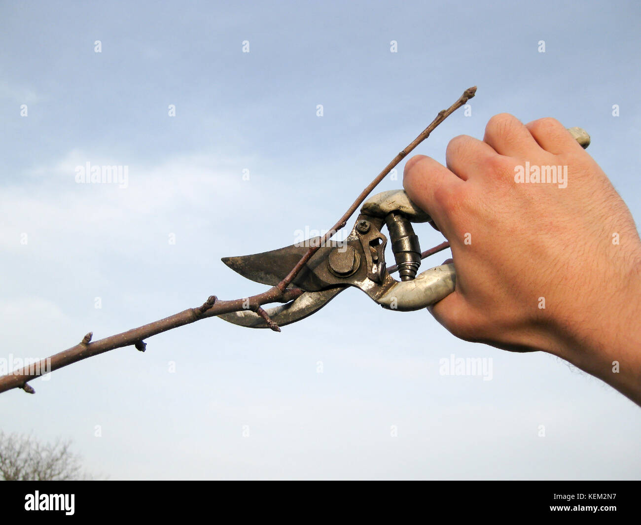 Pruning shears trees. Work in the garden of. Cutting branches ...
