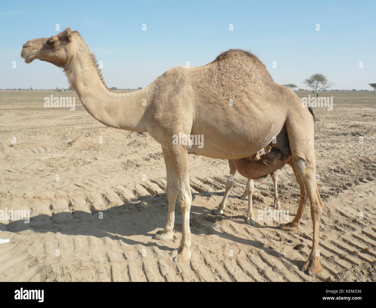 Camels in the desert. Filming of camels during a trip to the Emirates ...