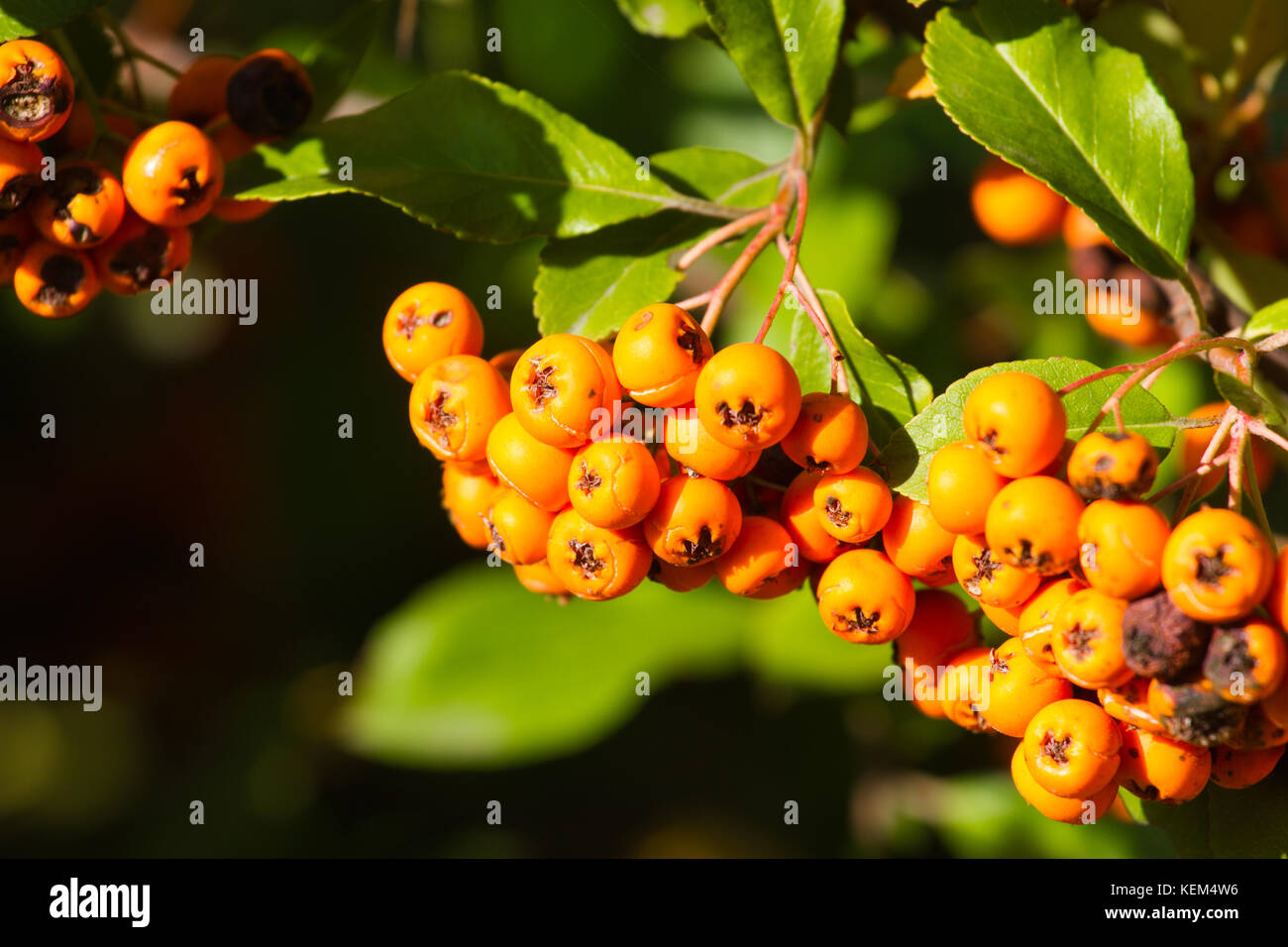 Pyracantha coccinea orange bush. Scarlet firethorn plant Stock Photo ...