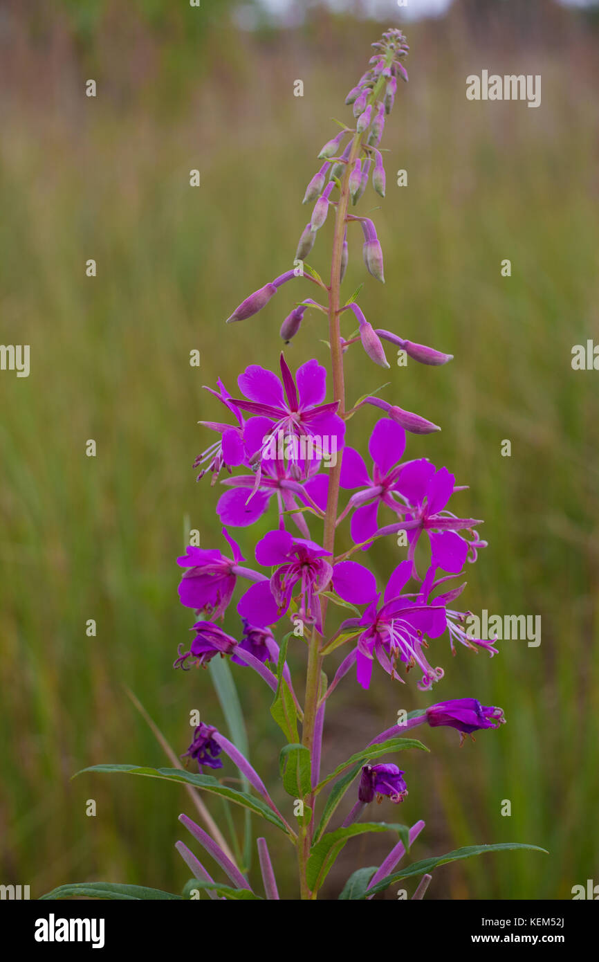 Chamaenerion angustifolium purple flowers. Fireweed plant, medical tea ...