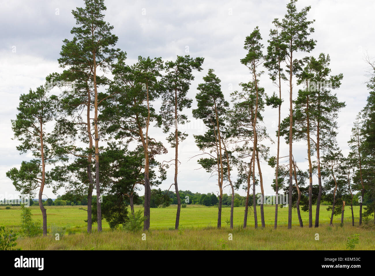 Spruce forest. Ukraine field. Block of pine trees Stock Photo - Alamy
