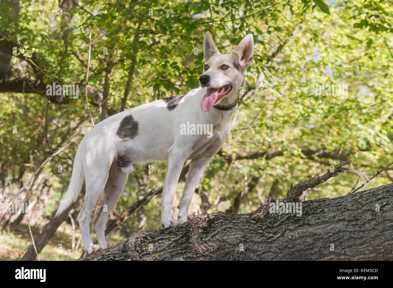 Cross-breed of hunting and northern white dog standing on a tree branch ...