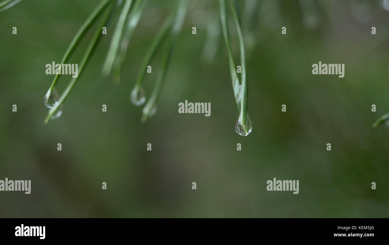 Rain drips from pine tree hi-res stock photography and images - Alamy
