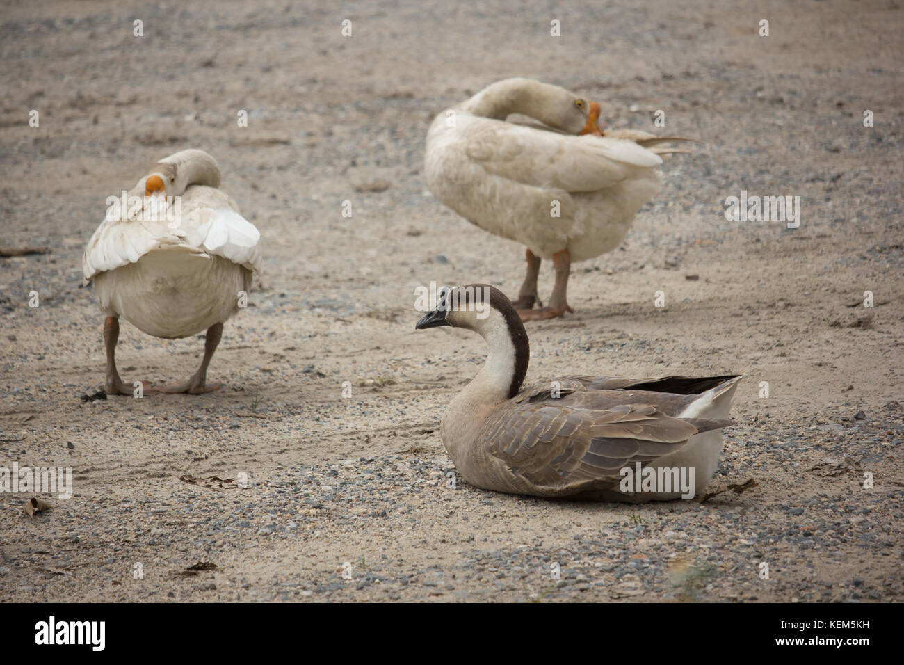 Close up Duck playing in brown soil Stock Photo - Alamy