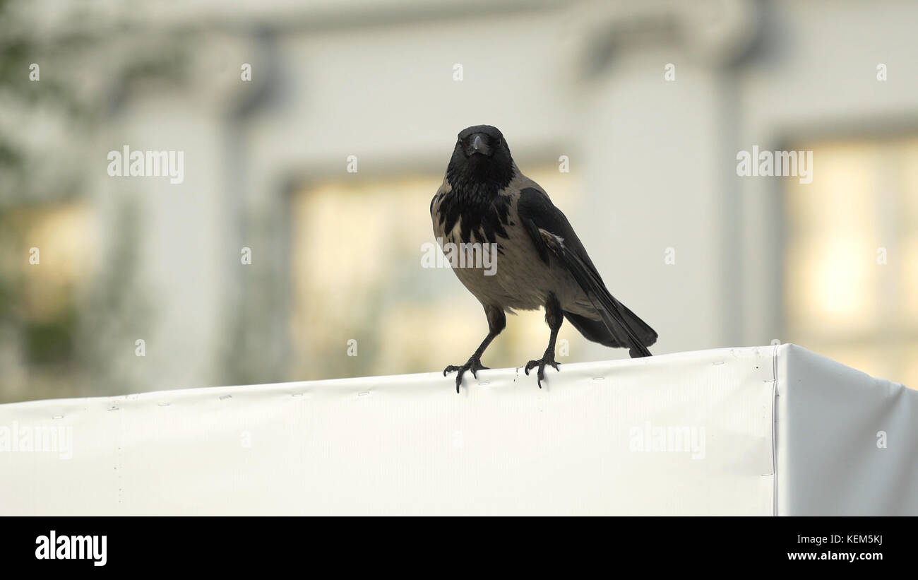 a crow is sitting on a Billboard and then flies away. Hooded Crow ...