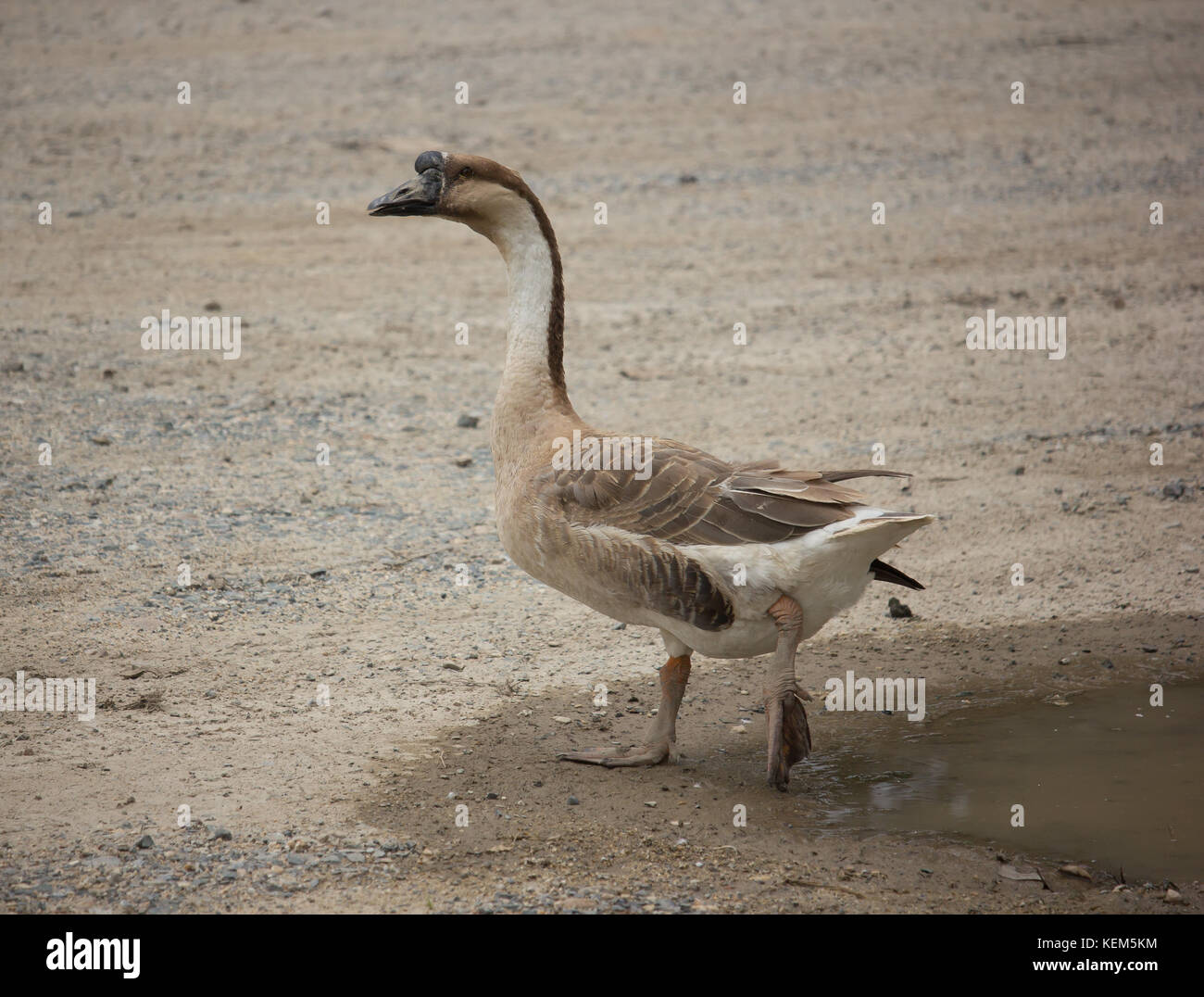 Close up Duck playing in brown soil Stock Photo - Alamy