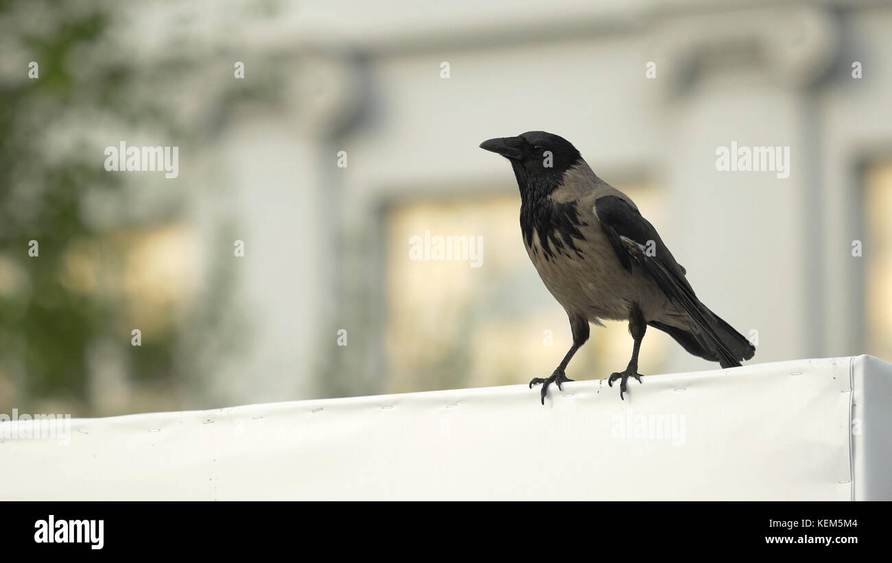 a crow is sitting on a Billboard and then flies away. Hooded Crow ...