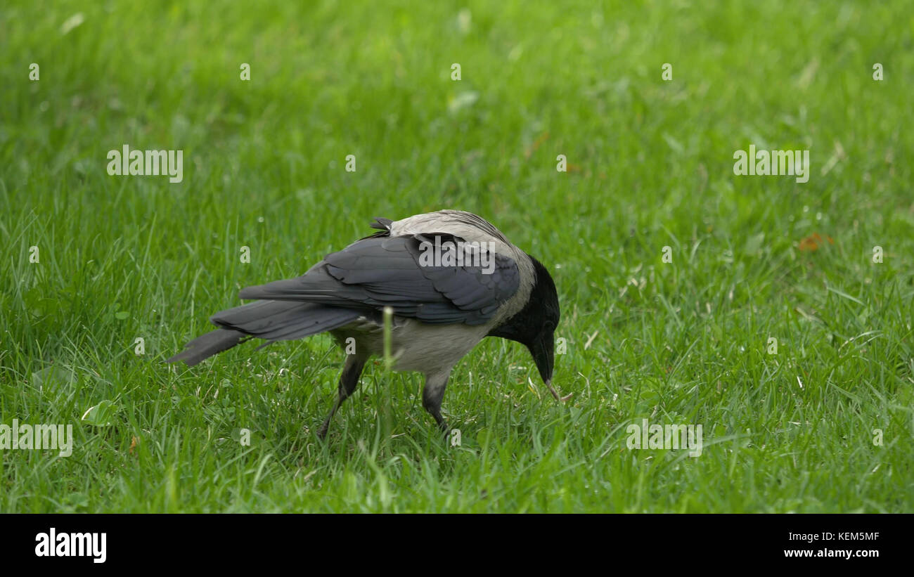 A raven holds his food prize. Portrait of a black crow, raven or rook ...