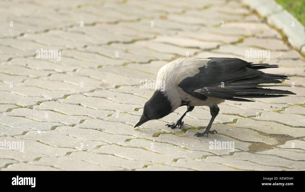 Raven eating carrion hi-res stock photography and images - Alamy