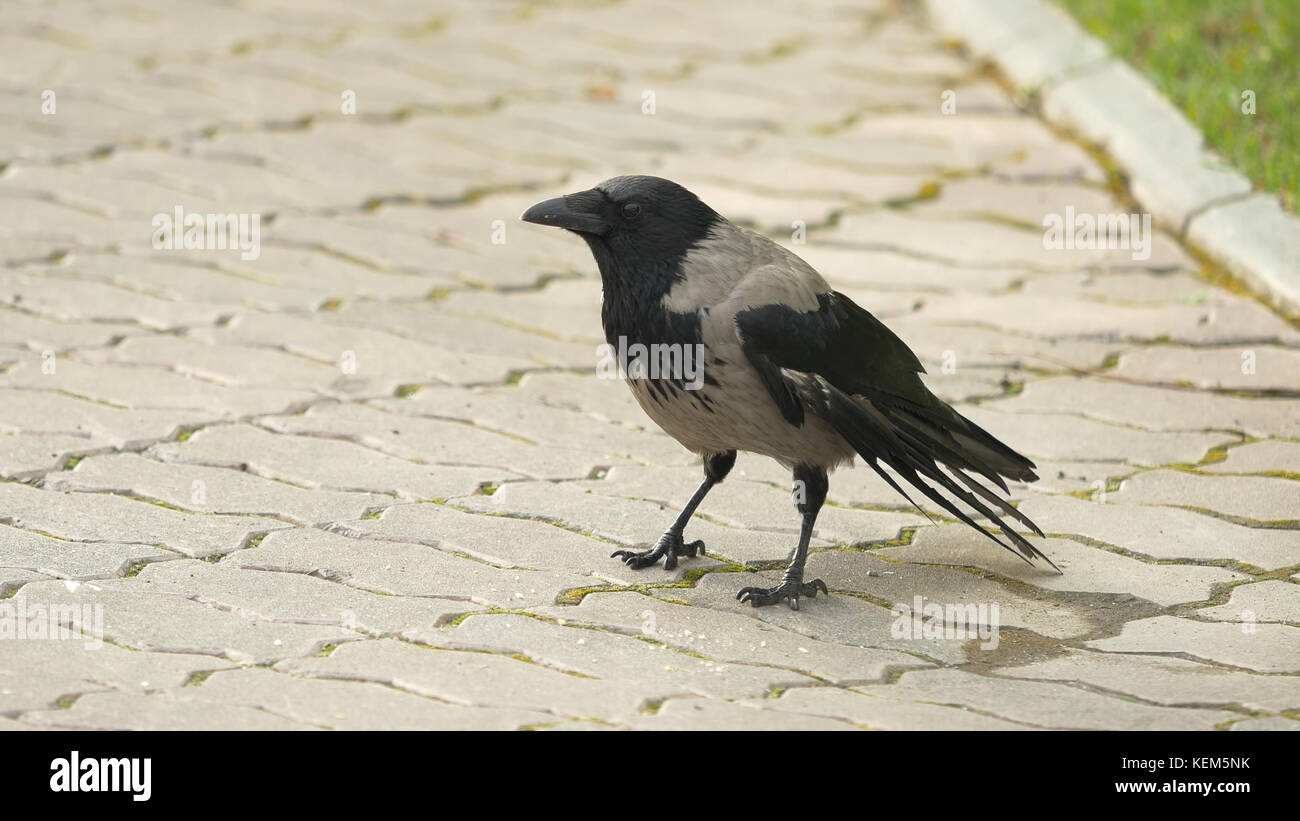 Raven eating carrion hi-res stock photography and images - Alamy