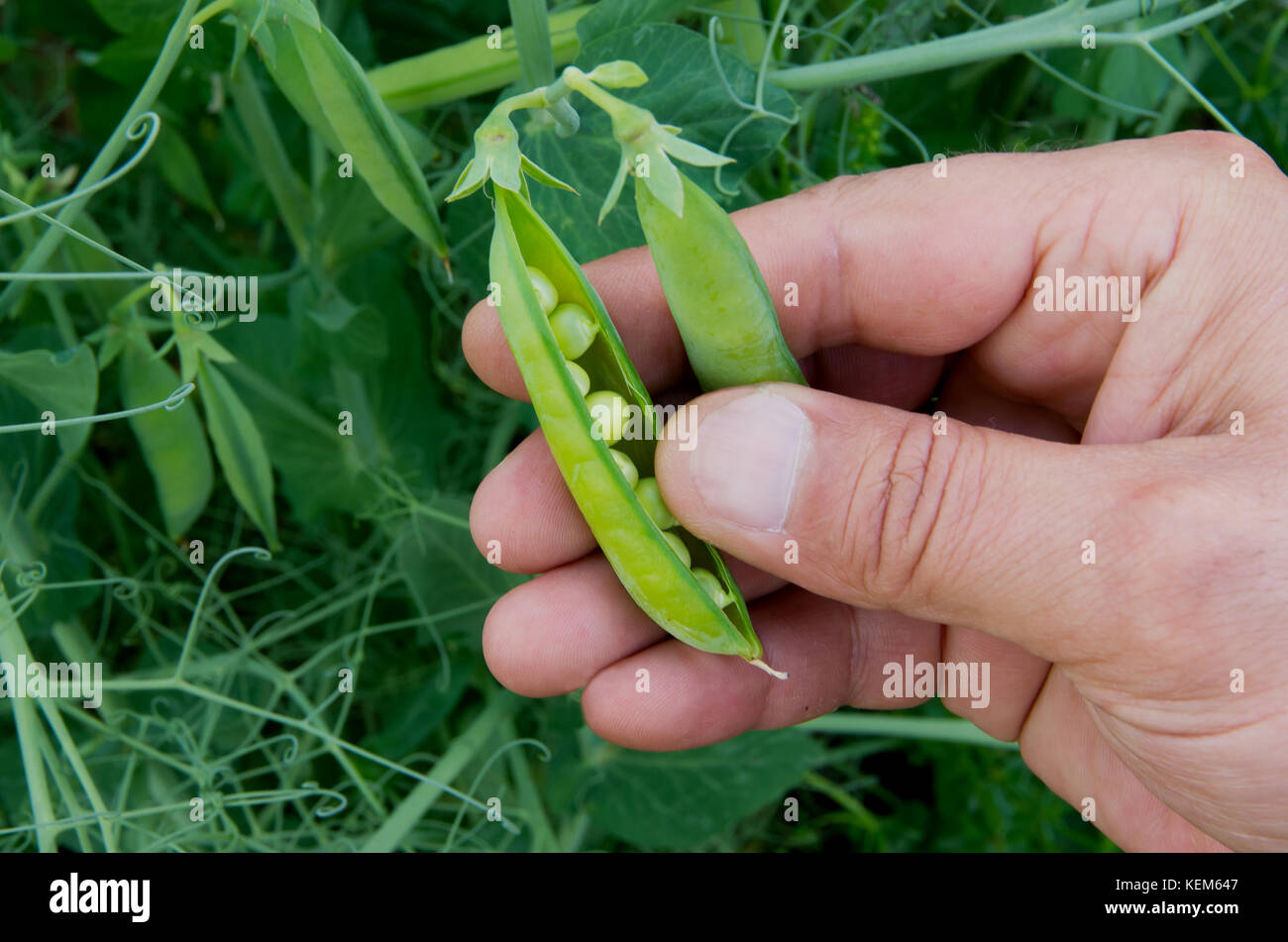 Human Hands pods fresh peas Stock Photo - Alamy