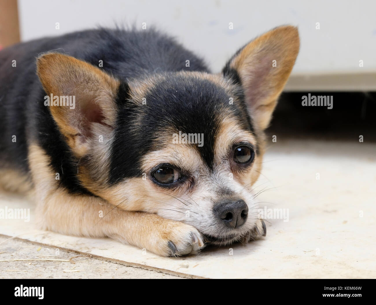 Short coat hi-res stock photography and images - Alamy