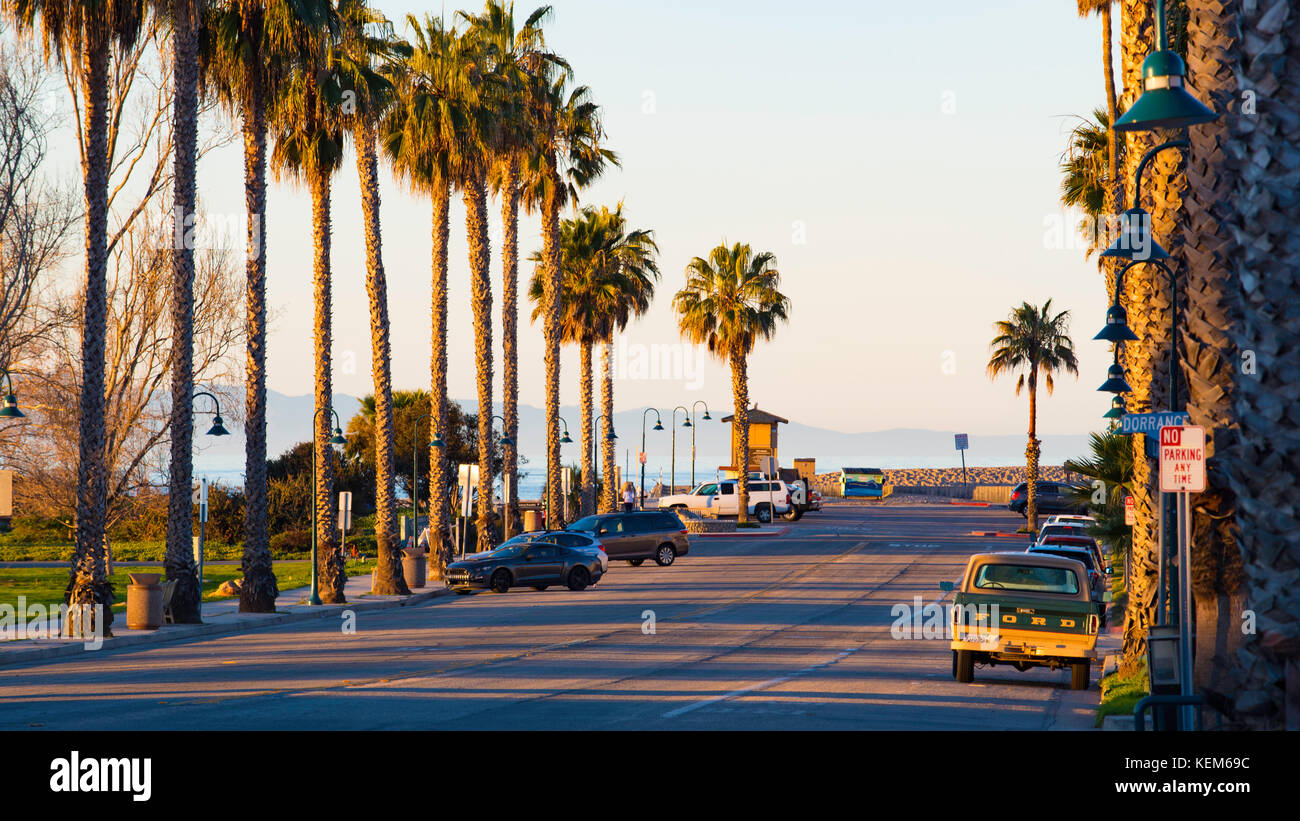 Carpenteria hi-res stock photography and images - Alamy