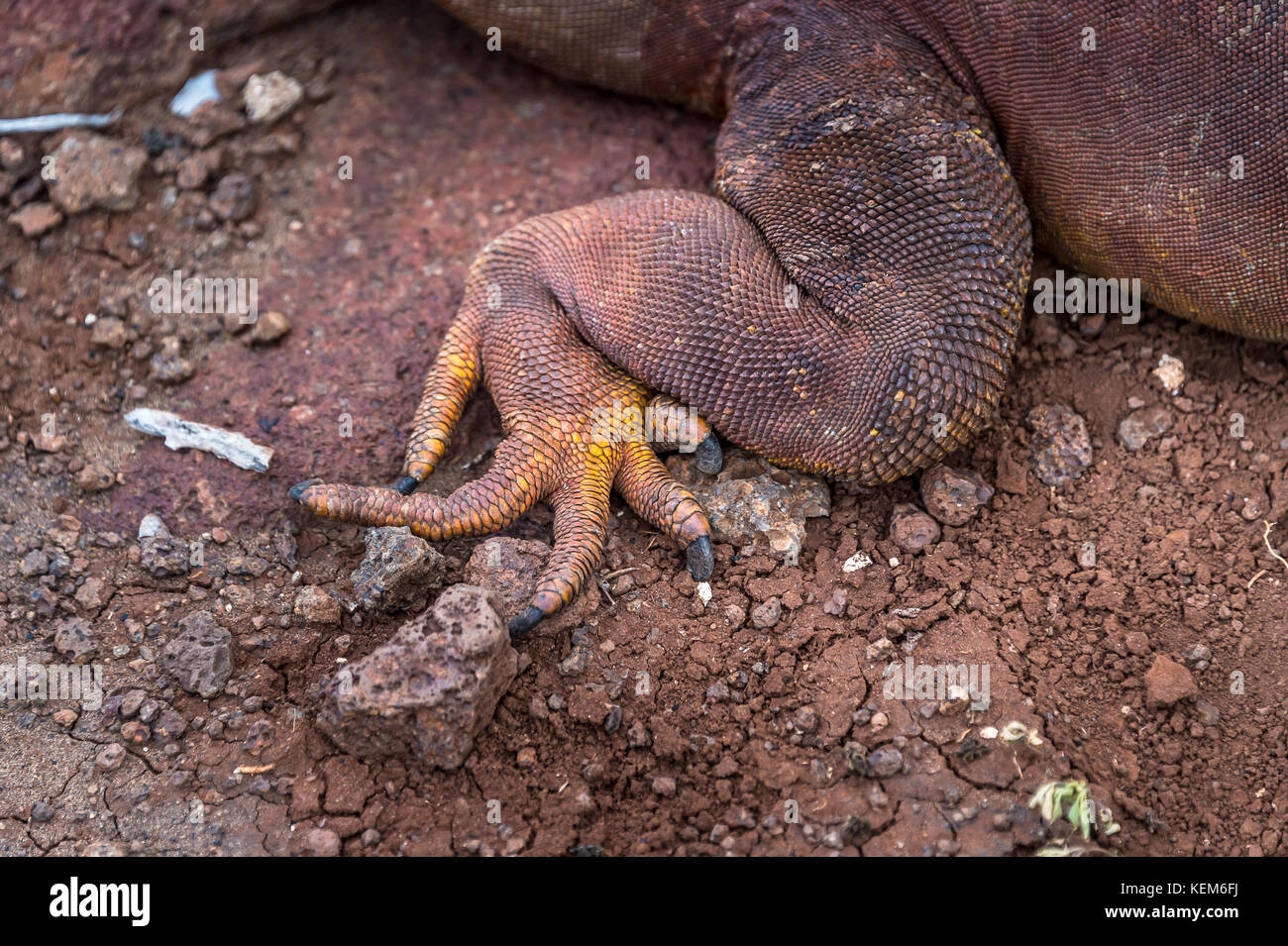 Close up detail of foot of Galapago land iguana (Conolophus ...