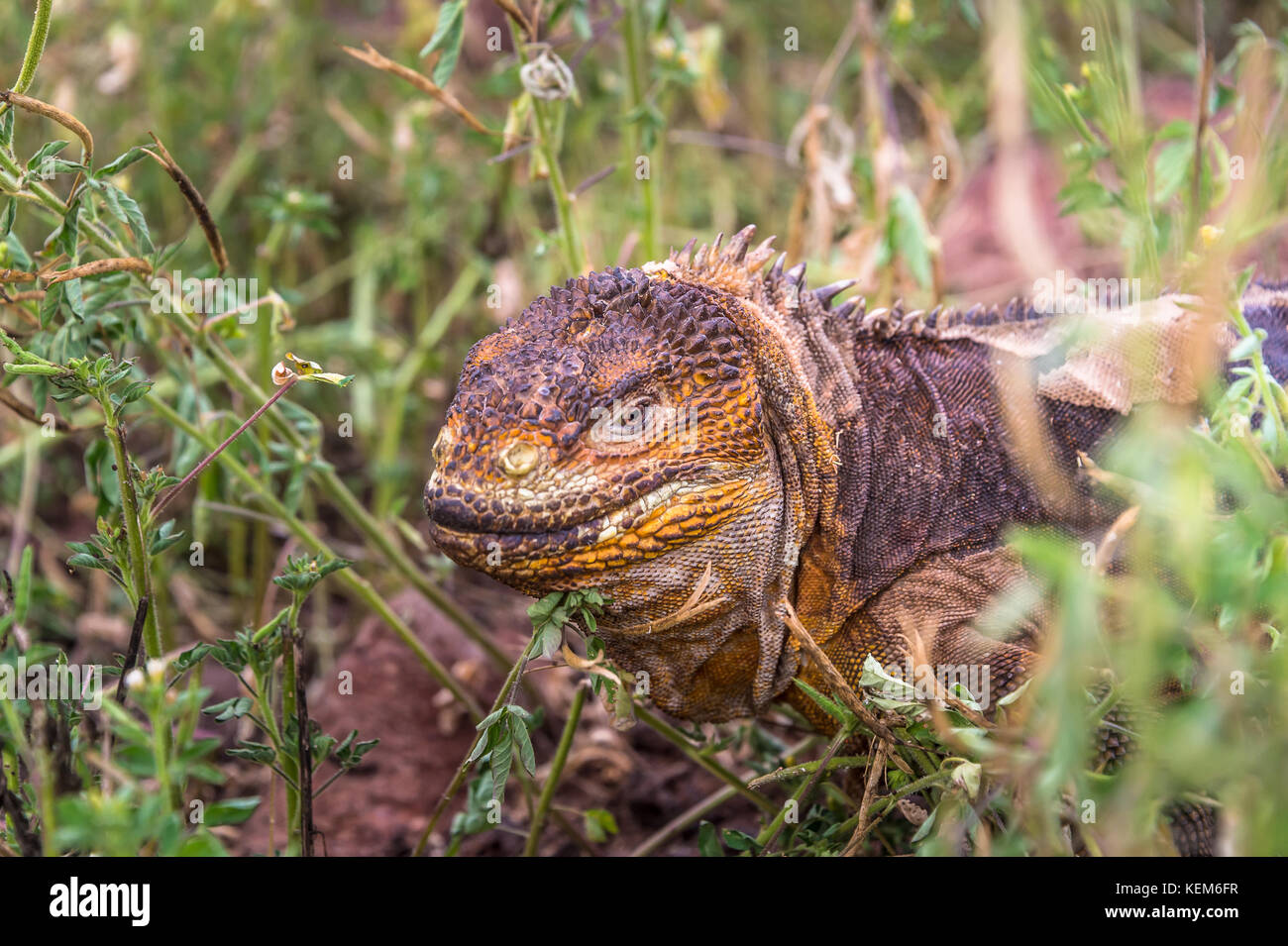 Galapago land iguana (Conolophus subcristatus) on North Seymour Island ...