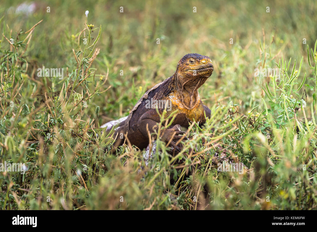 Galapago land iguana (Conolophus subcristatus) on North Seymour Island ...